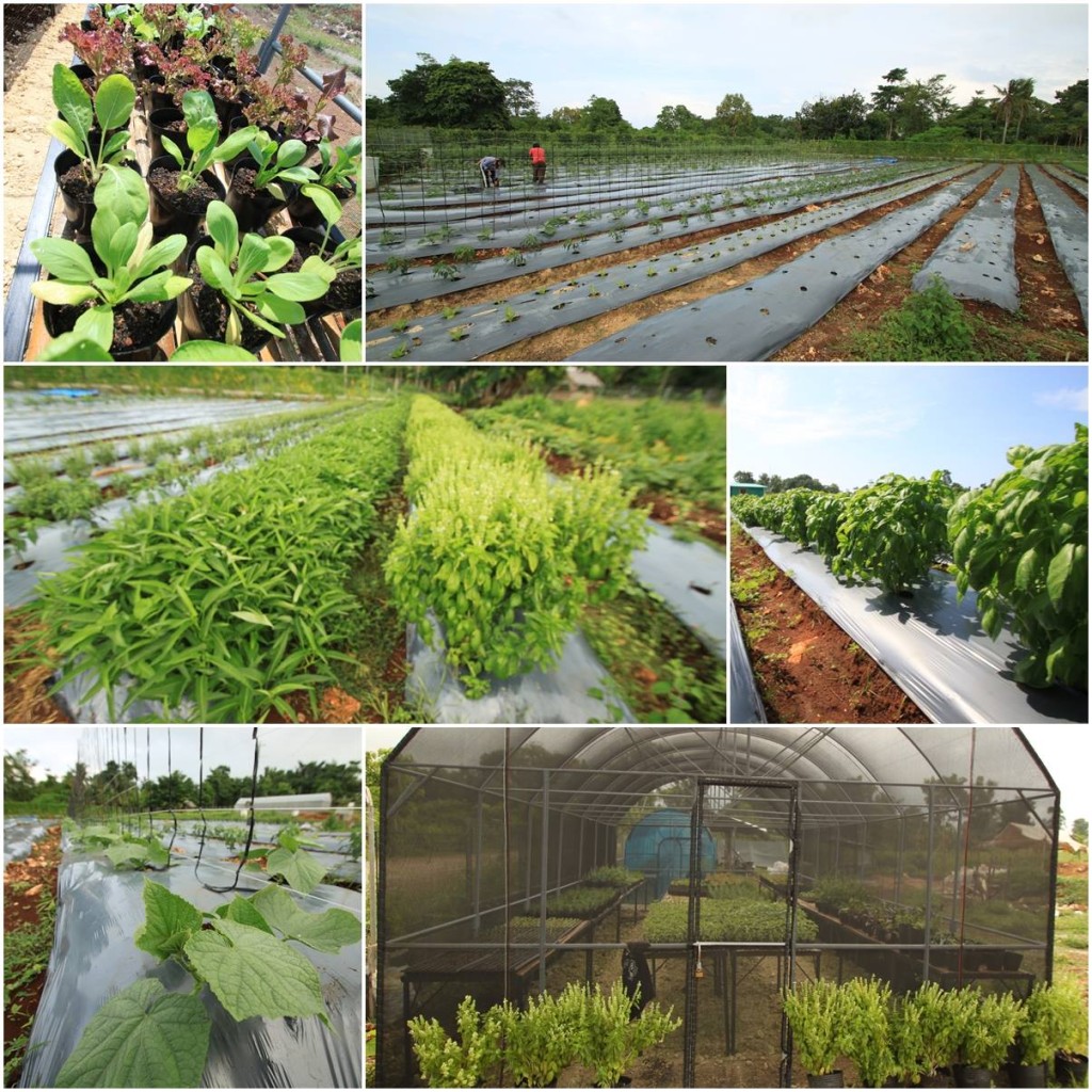 News Archives - Coco Grove Beach Resort, Siquijor, Philippines - Coco ...